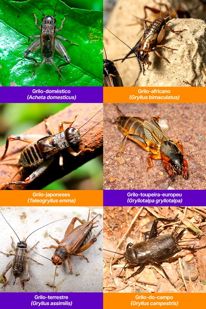 Grilos: o que são, suas características e tipos - Blog Toda Matéria