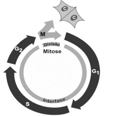 Na figura abaixo, está representado o ciclo celular da inter...