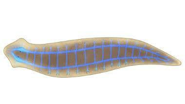 Protostômios que possuem simetria bilateral e três camadas g...